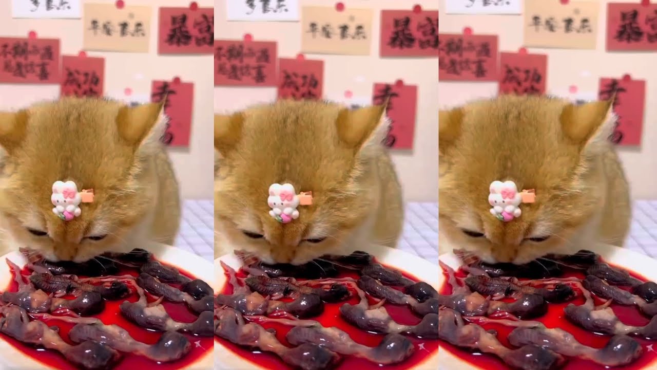 CAT MUKBANG SHOW ASMR VIDEO #cat #animals #mukbang - YouTube