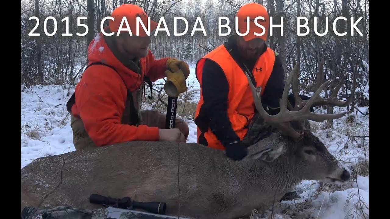 2015 I Canada I Bush Buck - YouTube