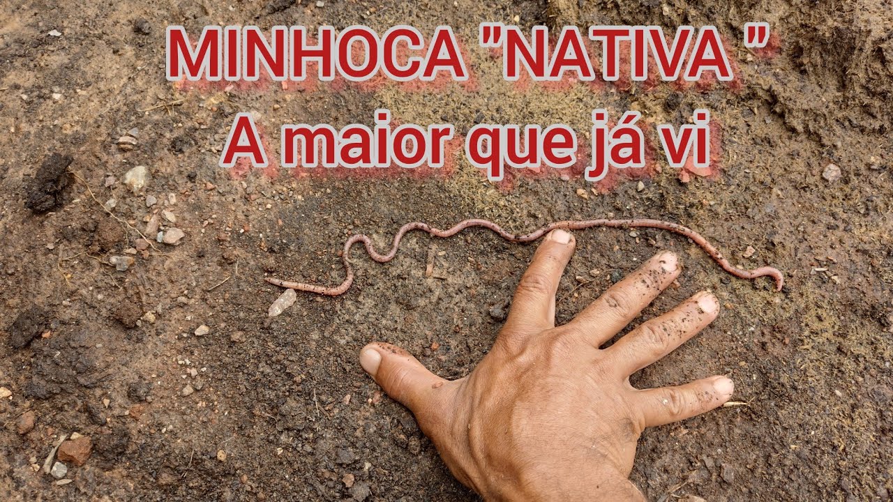 MINHOCA NATIVA GIGANTE , INCRÍVEL O TAMANHO . - YouTube