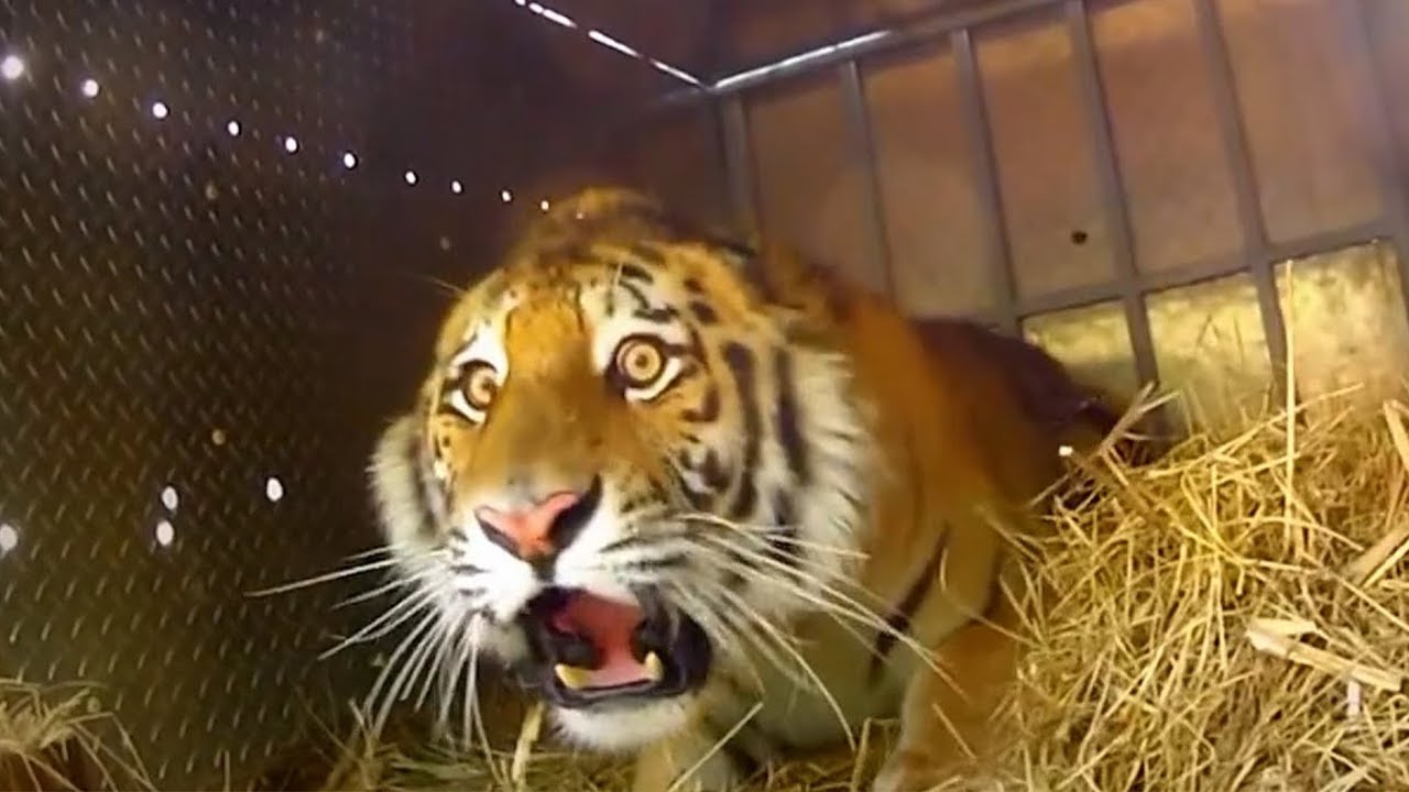 Animals Being FREED For The First Time! - YouTube