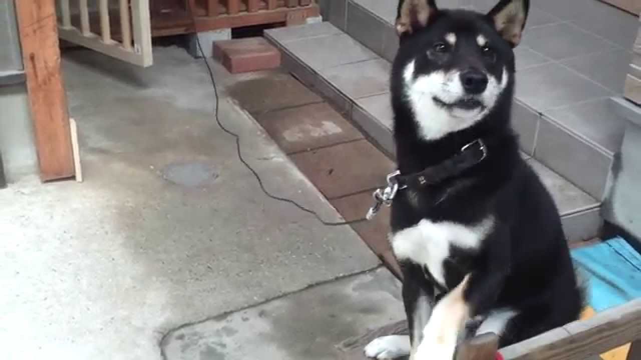 脱走する柴犬 その2 Shiba inu to escape Part2 - YouTube