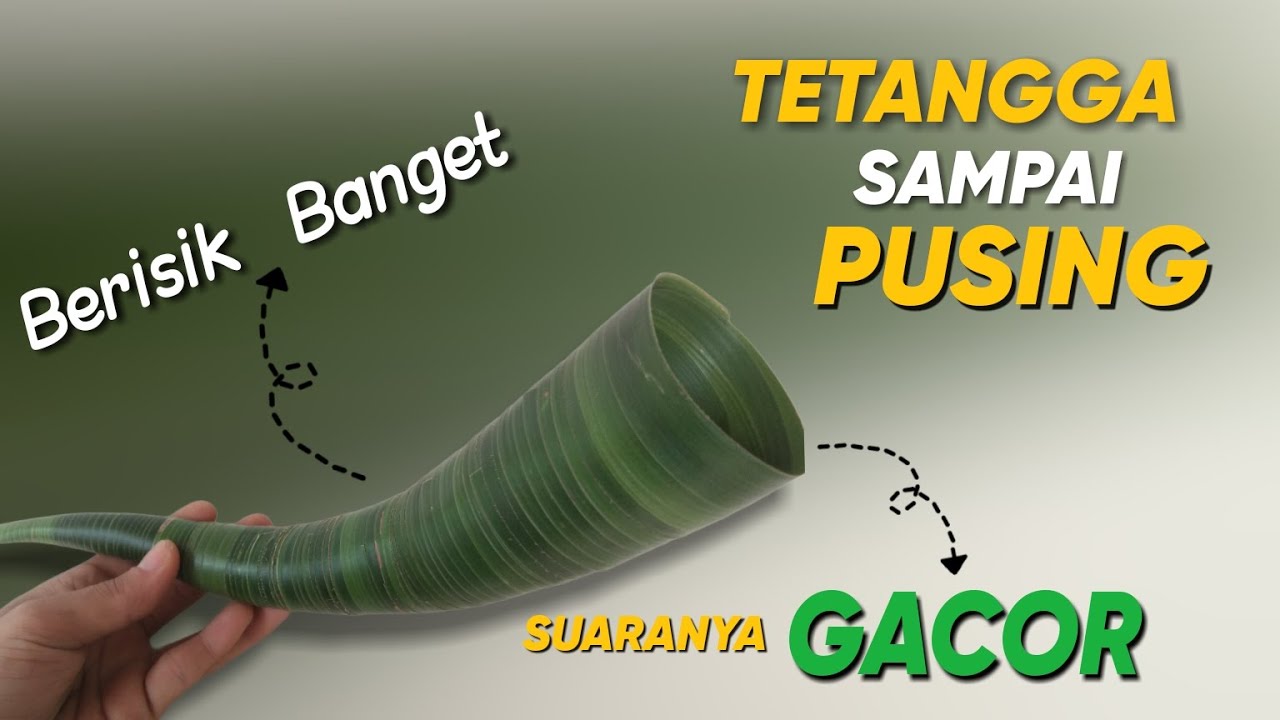 MEMBUAT TEROMPET DARI DAUN KELAP - YouTube