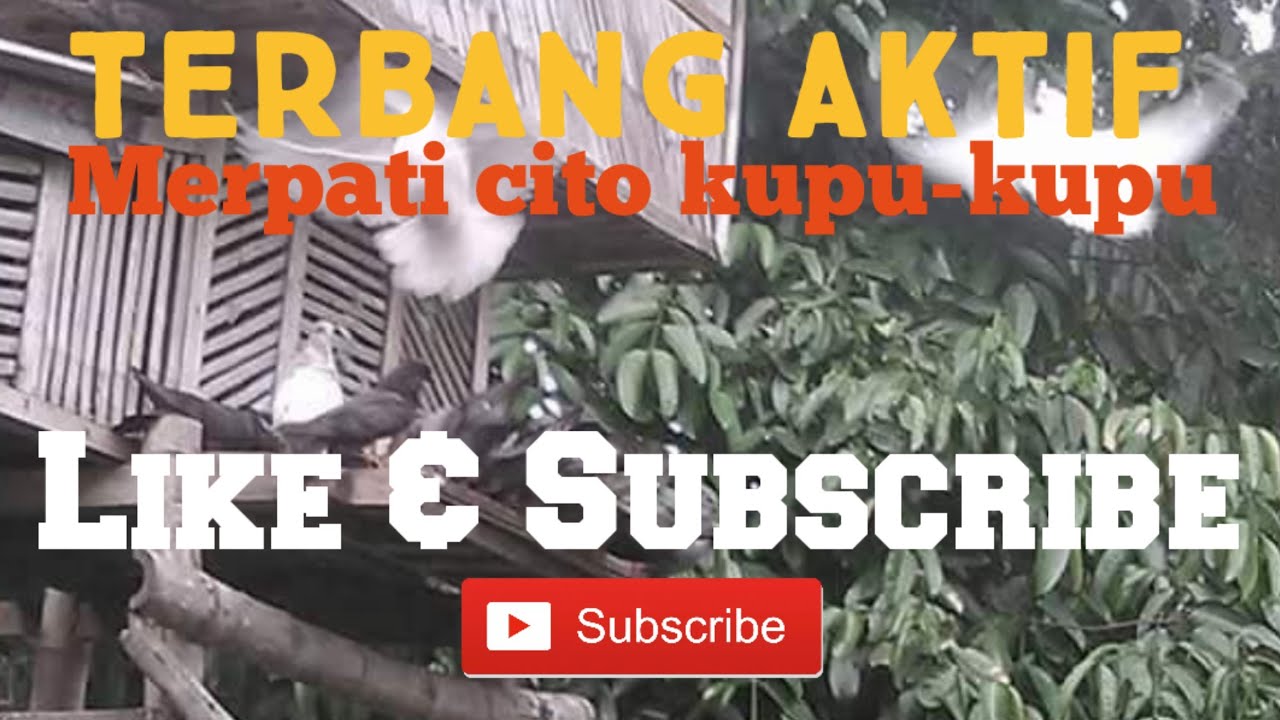 Indahnya Merpati cito kupu+kupu di saat turun dari ketinggian - YouTube