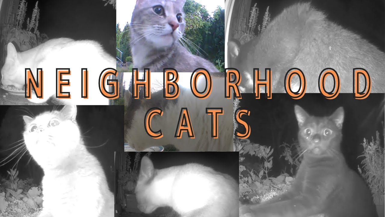 Our 8 neighbourhood cats - YouTube