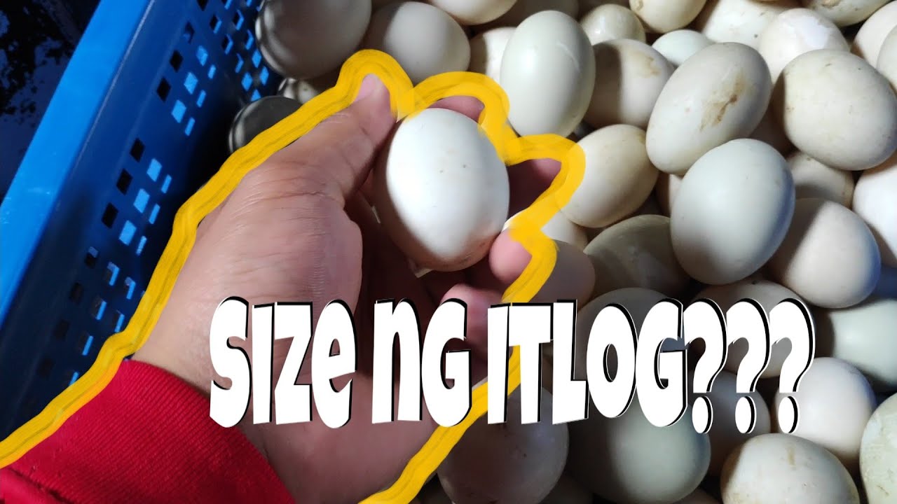 EP14 - PAGPILI NG ITLOG BASED ON SIZE & QUALITY | KaDucks duck layer ...
