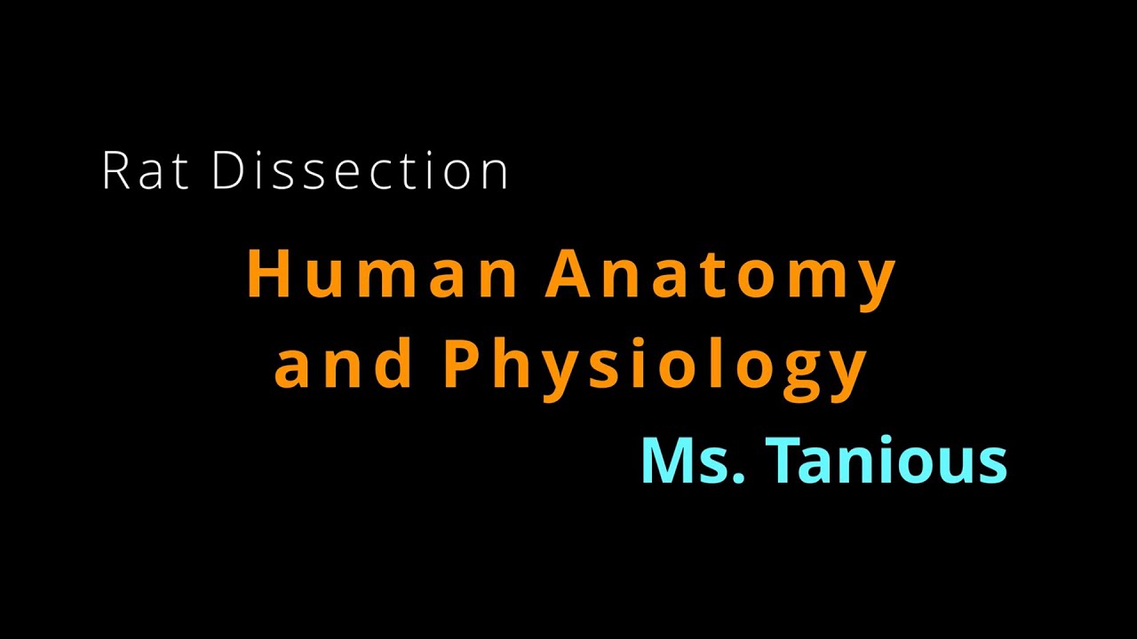 Human Anatomy and Physiology - Rat Dissection - YouTube