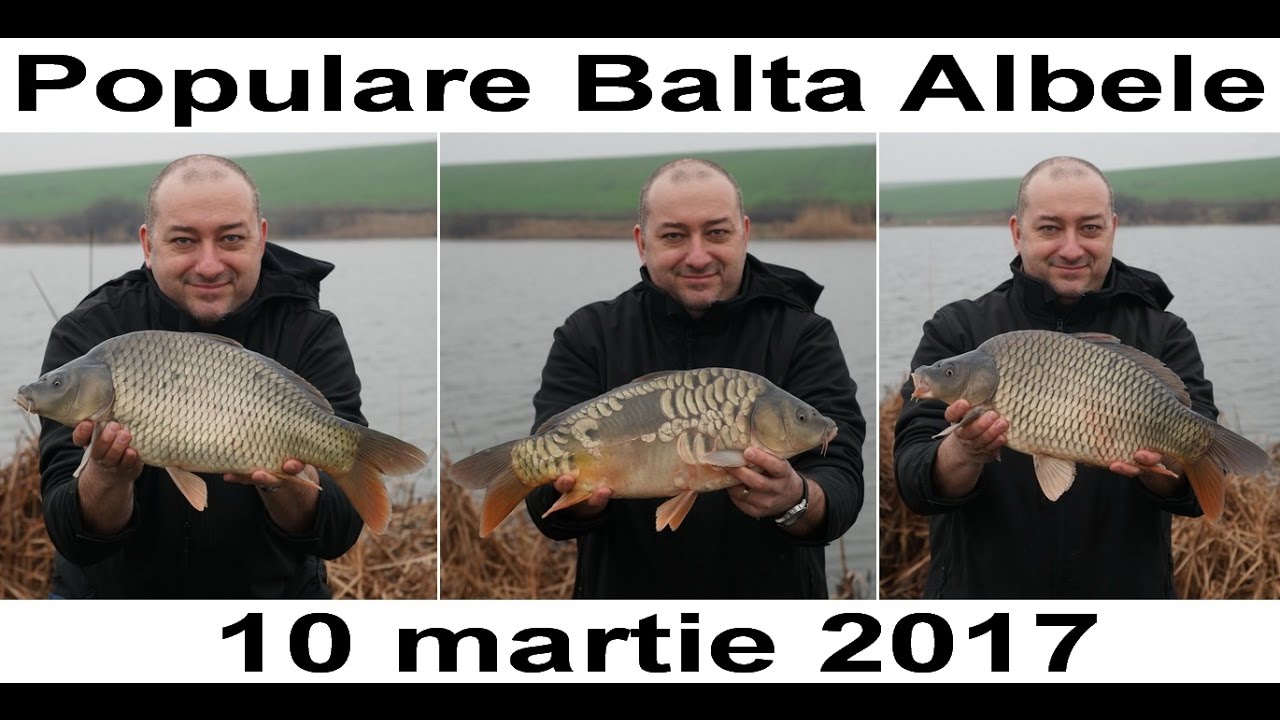 Populare la balta Albele, 10 martie 2017 - YouTube