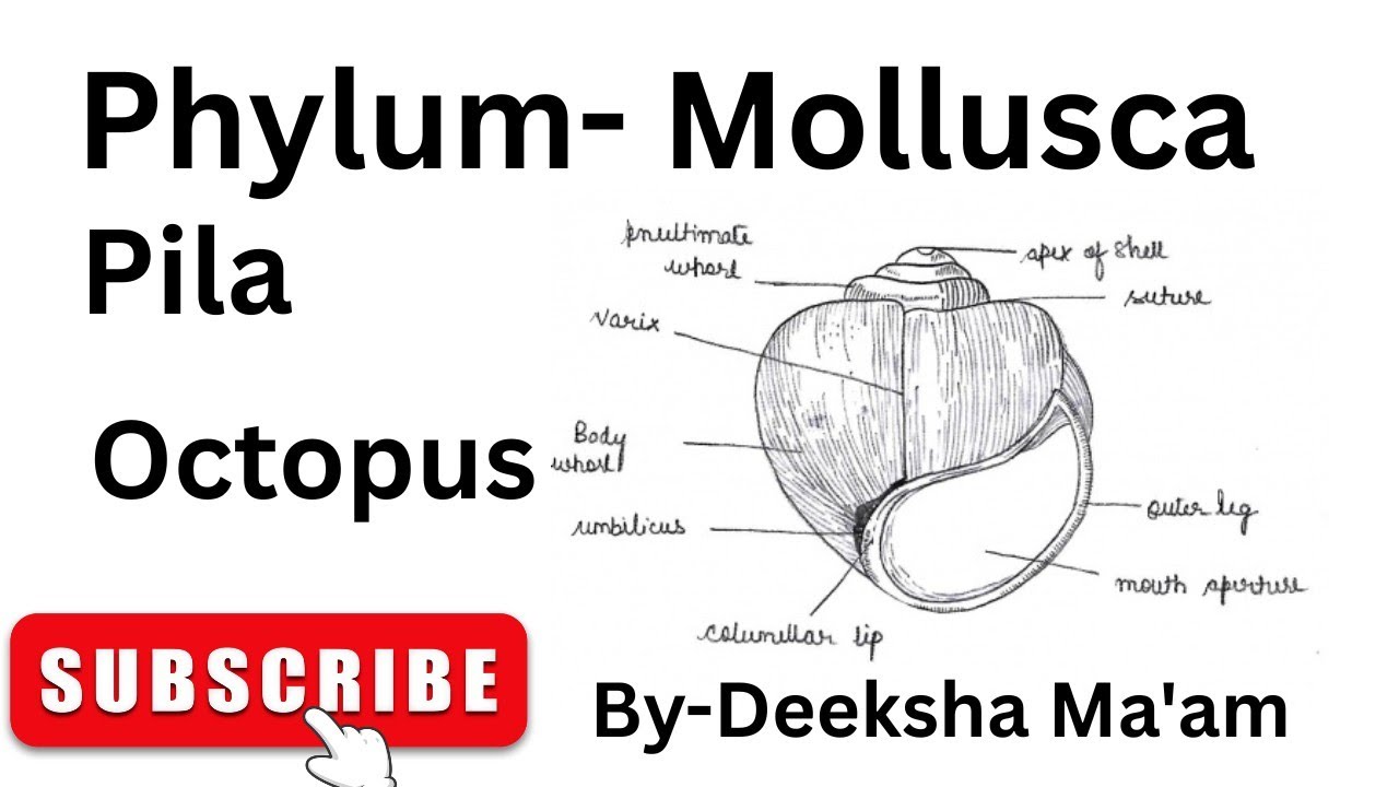 Phylum-Mollusca and it's general characteristics with examples # ...