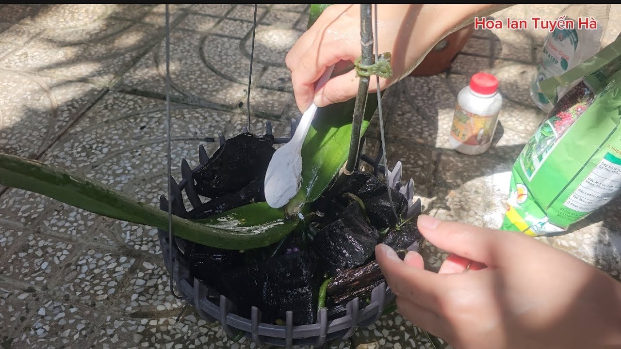 Tôi đã làm nó hết thối ngọn. I made it stop stinking. - YouTube