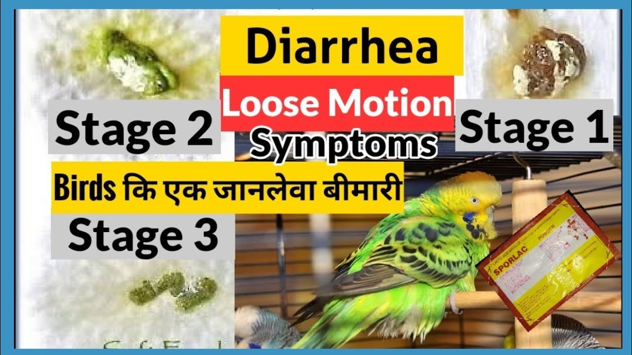 Diarrhea (Loose Motion) Birds Kis Stage Me Hai Kese Pata Chalta Hai ...