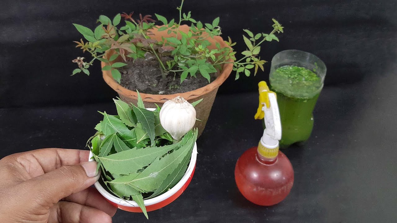 How to make organic Neem pesticide at home || Best natural pesticide ...