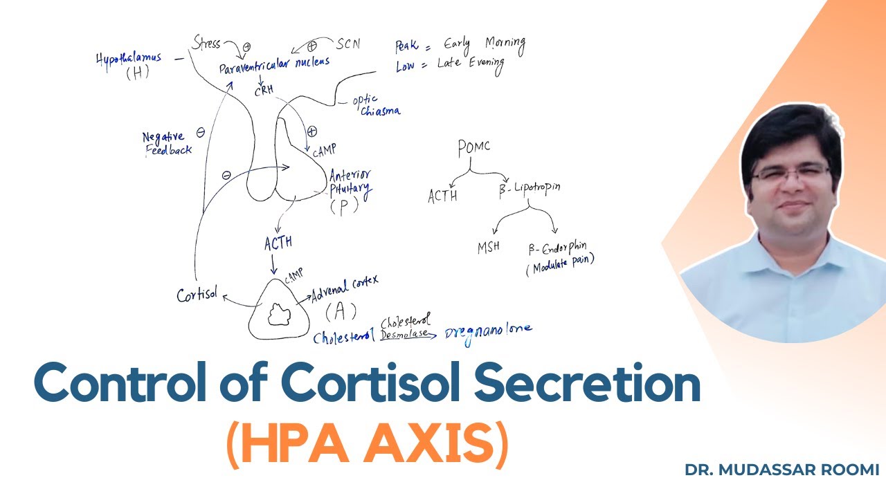 Control of Cortisol Secretion | Cortisol Regulation | Glucocorticoids ...