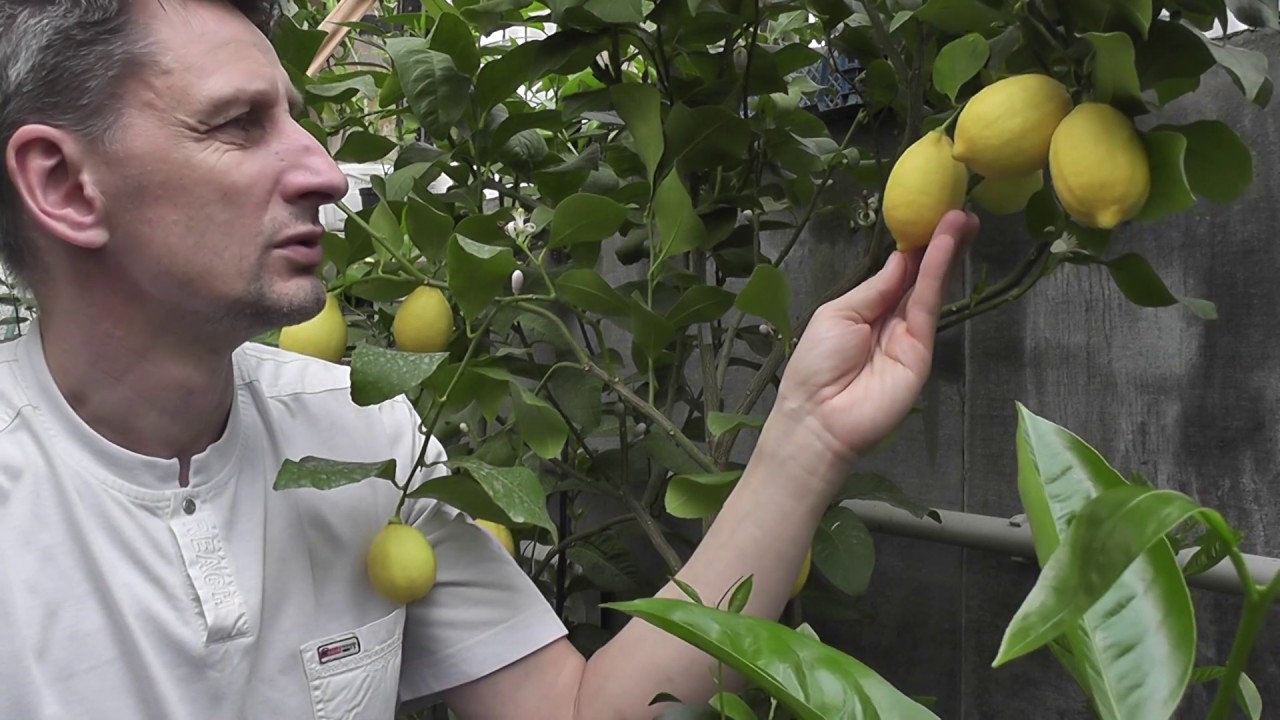 Citrus limon "Femminello Carrubaro" лимон "Фемминелло Каррубаро" - YouTube