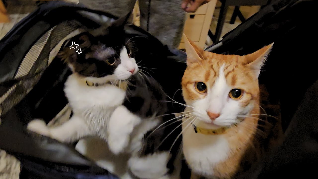 introverted cat lady life | testing out the $38 Amazon pet stroller ...
