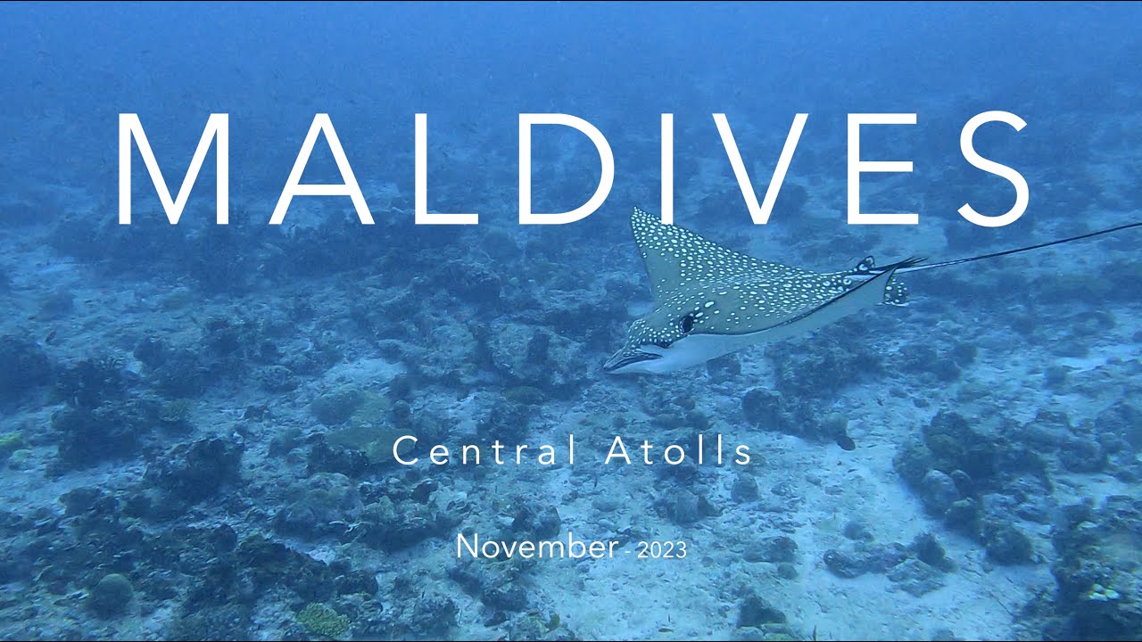 Diving the Maldives: Central Atolls [4K] - YouTube