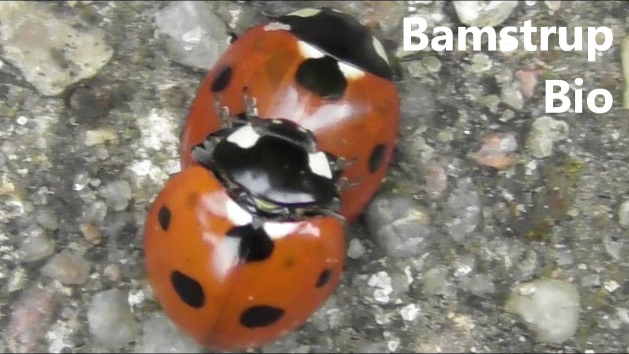 Syvplettet mariehøne (Coccinella septempunctata) - parring - YouTube