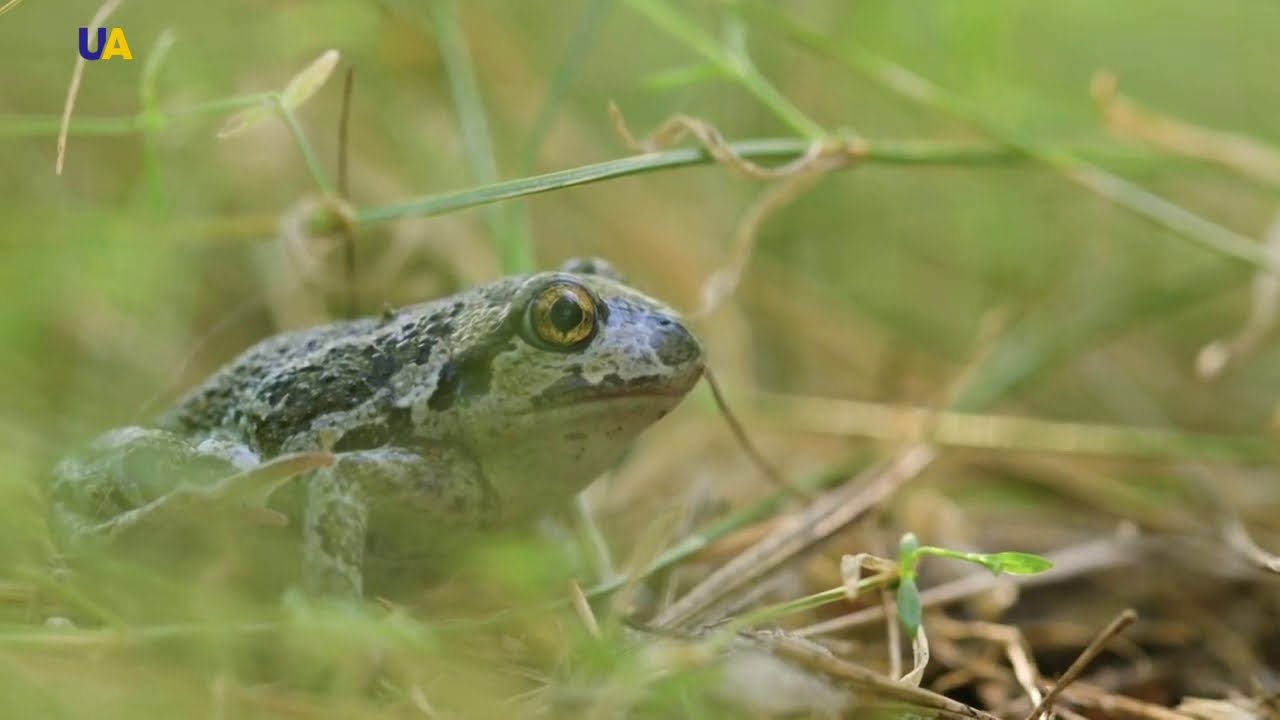 Wild Polissya Unexplored Ukraine - YouTube