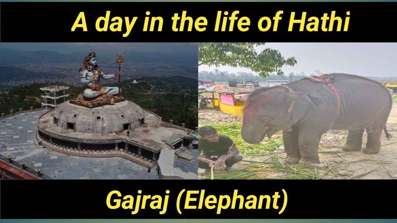 A Day in the life of Hathi || Hathi mere sathi - YouTube