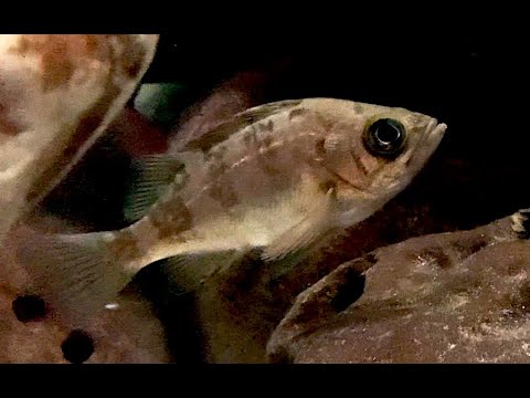 シロメバル Siromebaru Sebastes cheni - YouTube