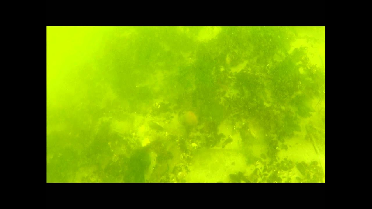 Baby monkfish - YouTube
