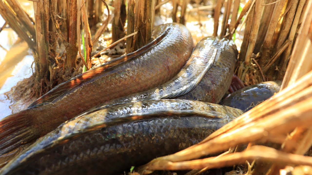 Top Very Lucky Fishing! Find & Catching Many Fishes in Summer 2021 ...