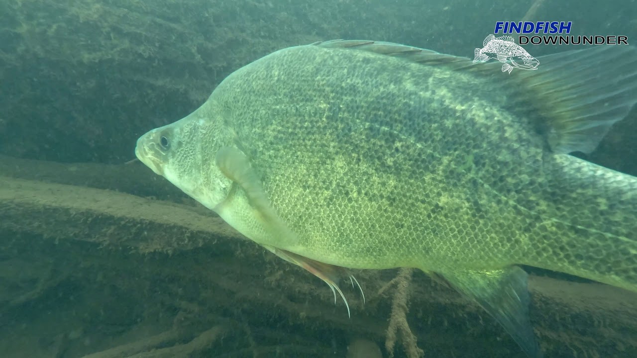 Up close with a Golden Perch and others. - YouTube