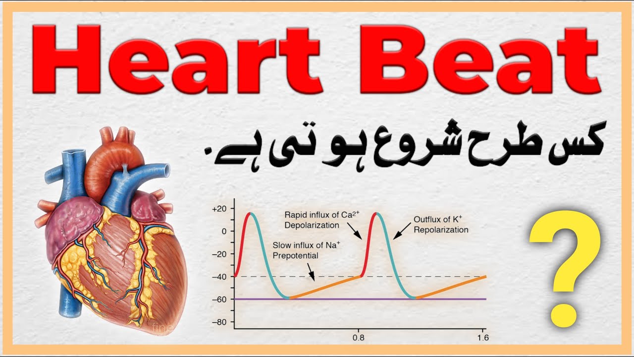 Action Potential in Heart Pacemakers - YouTube