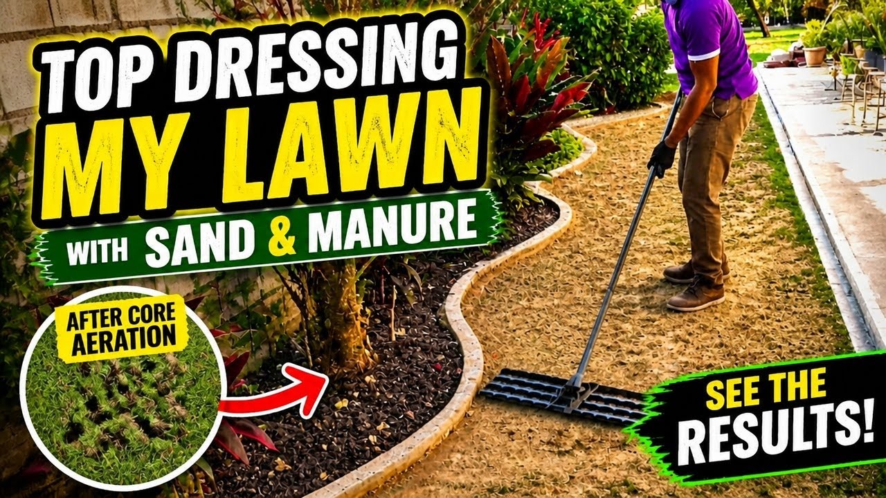 Top Dressing My Lawn with Sand & Manure: Follow-Up After Core Aeration ...