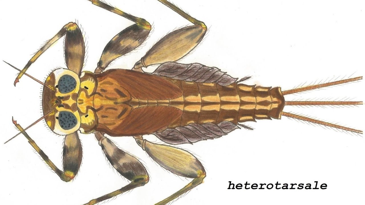 Stenacron mayfly ecology documentary - YouTube