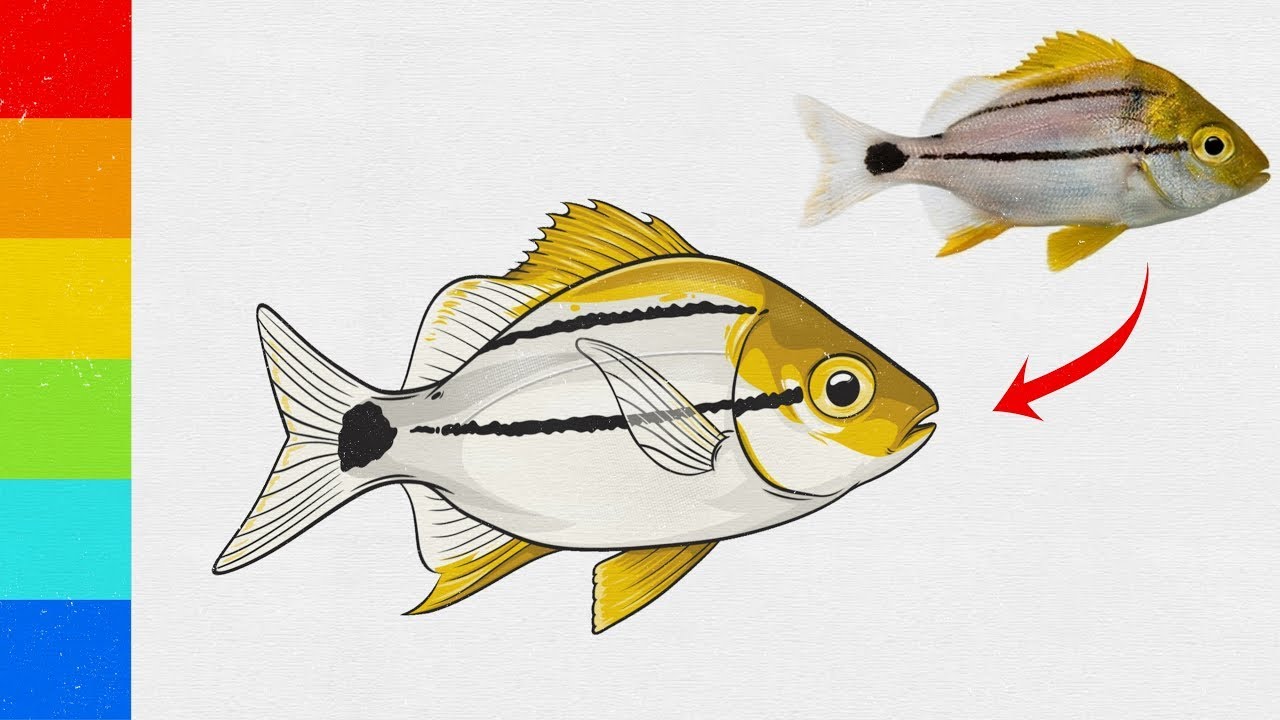 How To Draw Aquarium Ornamental Fish - YouTube