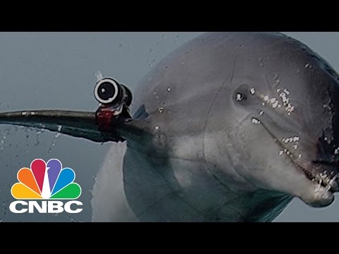 Russia Is Taking Ukraine's Military Dolphins | CNBC - YouTube