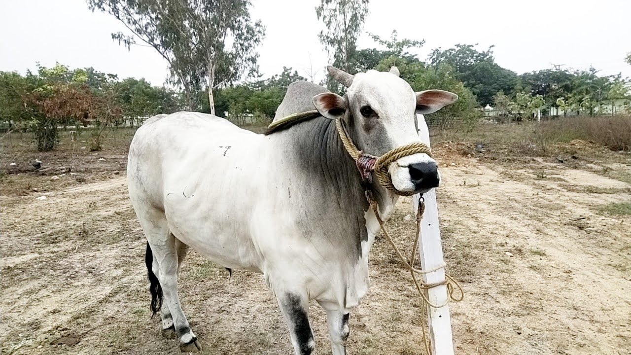 power full ongole bull - YouTube