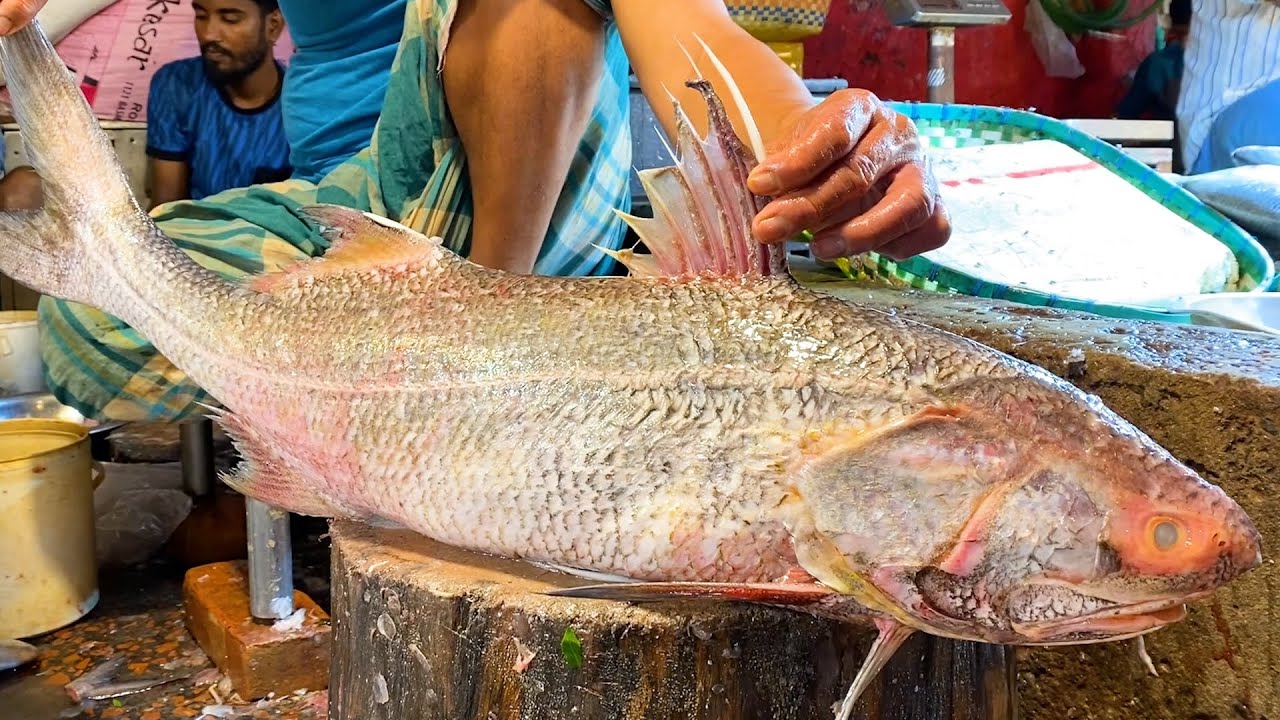Live Amazing Big Indian Salmon (Lakkha) Fish Cutting Skills in ...