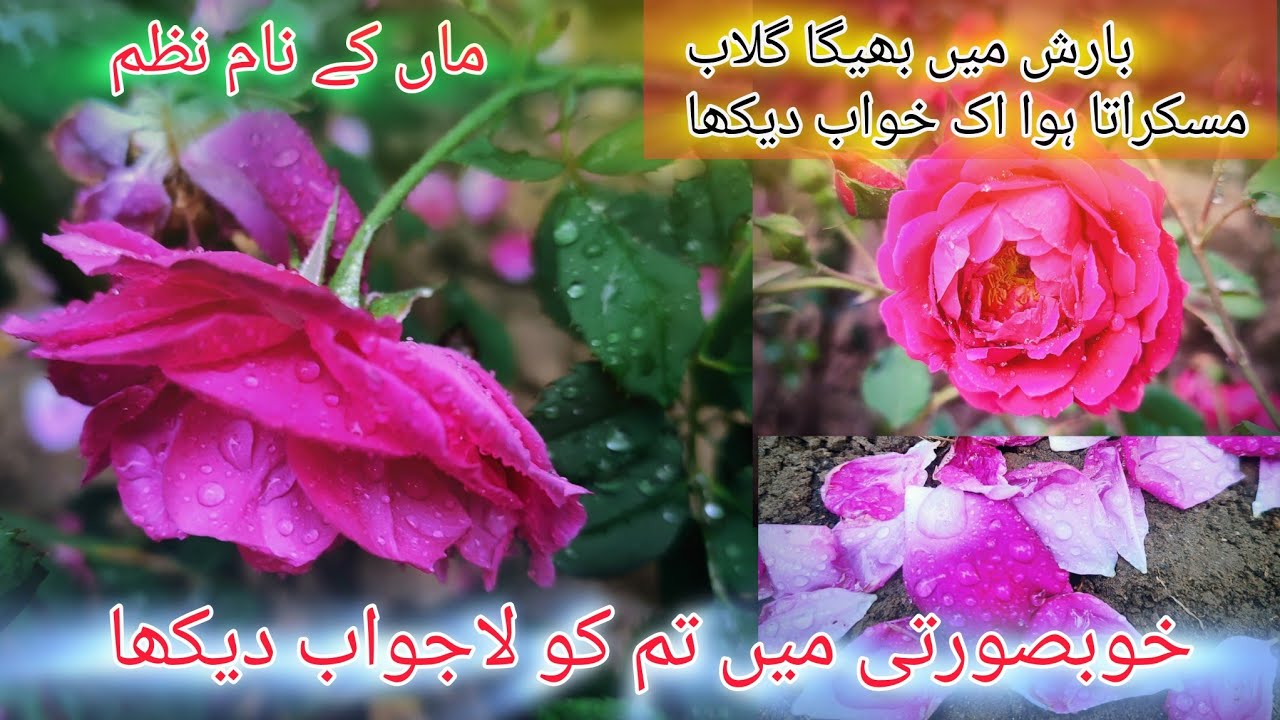 Maa K Naam Nazm | خوبصورتی میں تم کو لاجواب دیکھا | Heart Touching Nazm ...