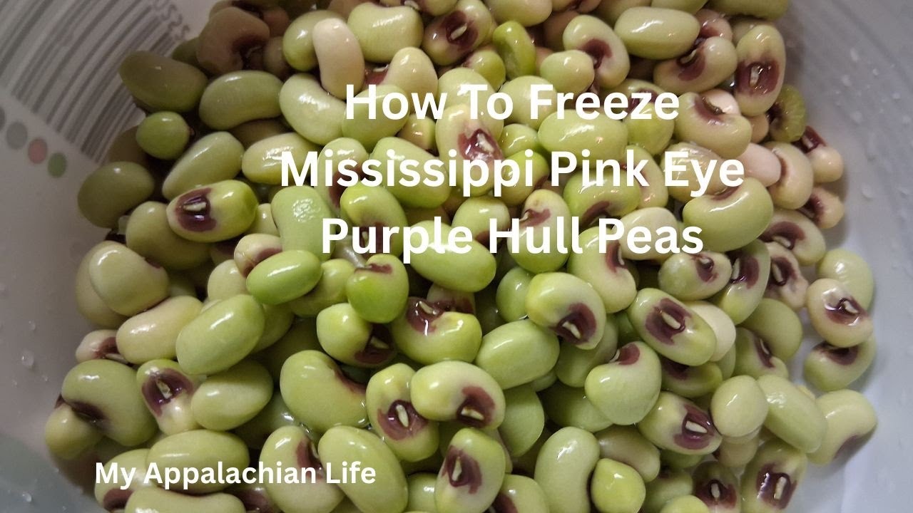 Harvesting the Garden and How To Freeze MS Pink Eye Purple Hull Peas ...