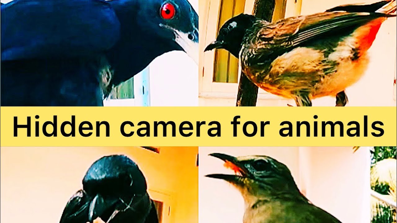 Hidden camera for animals - YouTube