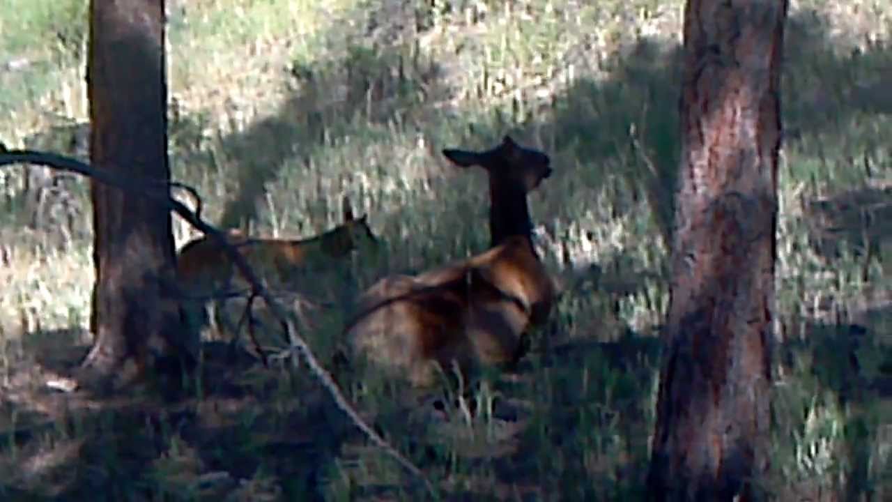 Elk Calves Mewing | Things to See in Colorado | Colorado Elk - YouTube