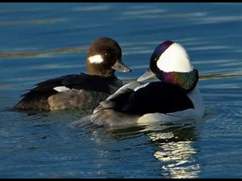 Bufflehead ducks - YouTube