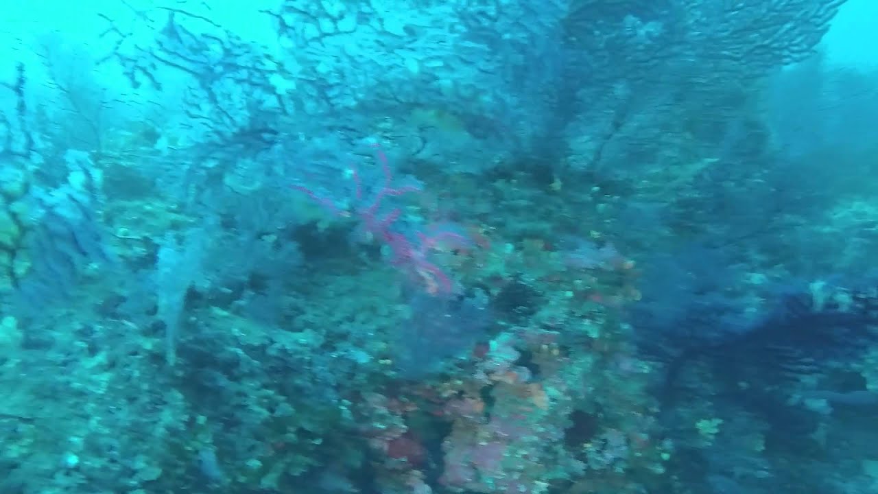 La Cassidaigne - YouTube