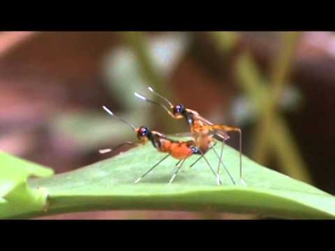Insect Reproduction - YouTube