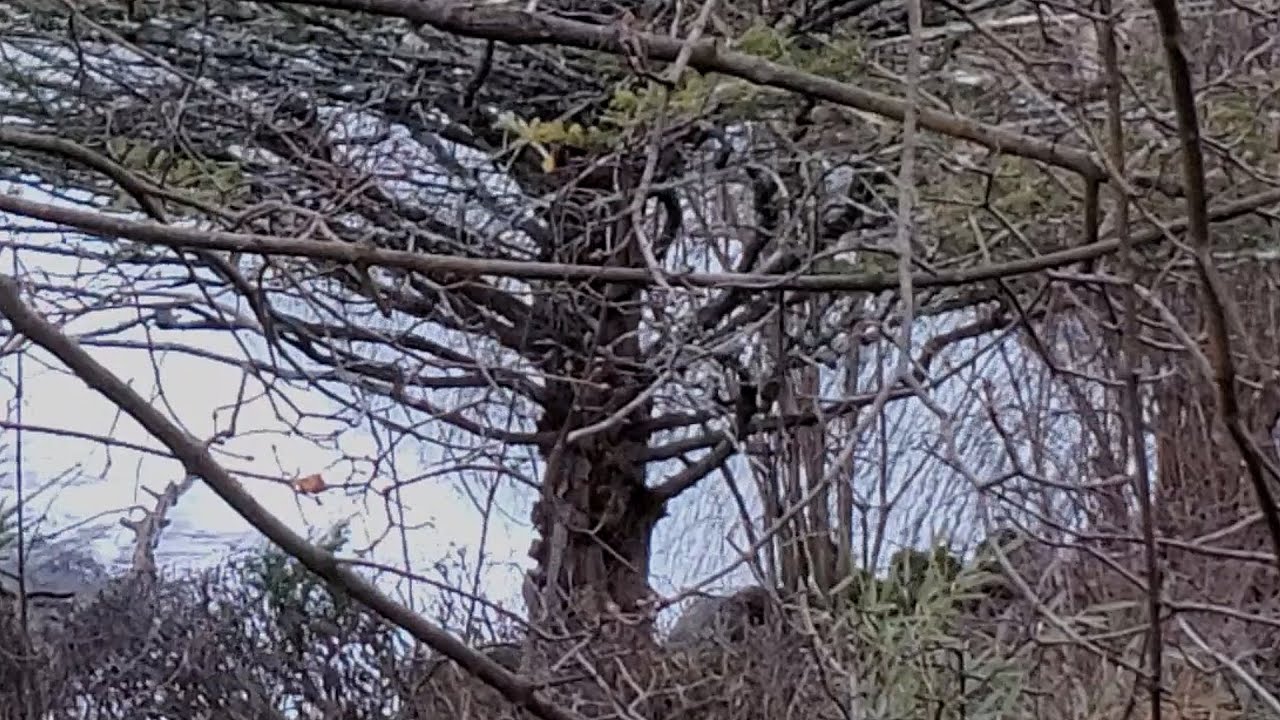 Fishkill Creek, April 1, 2020 - YouTube