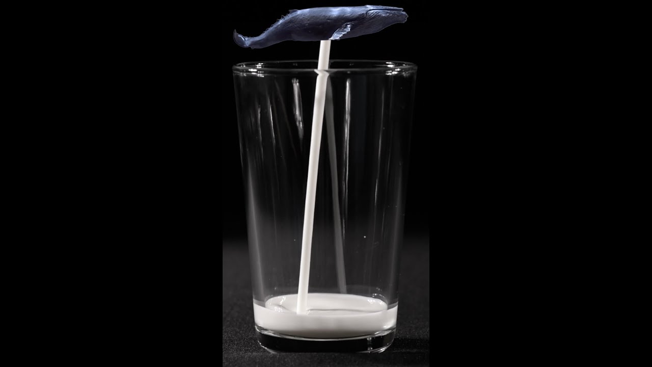 Why Can't Humans Drink Whale's Milk?! - YouTube
