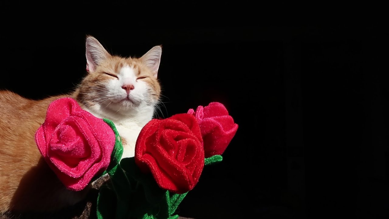 My Cat Gives You A Rose - YouTube