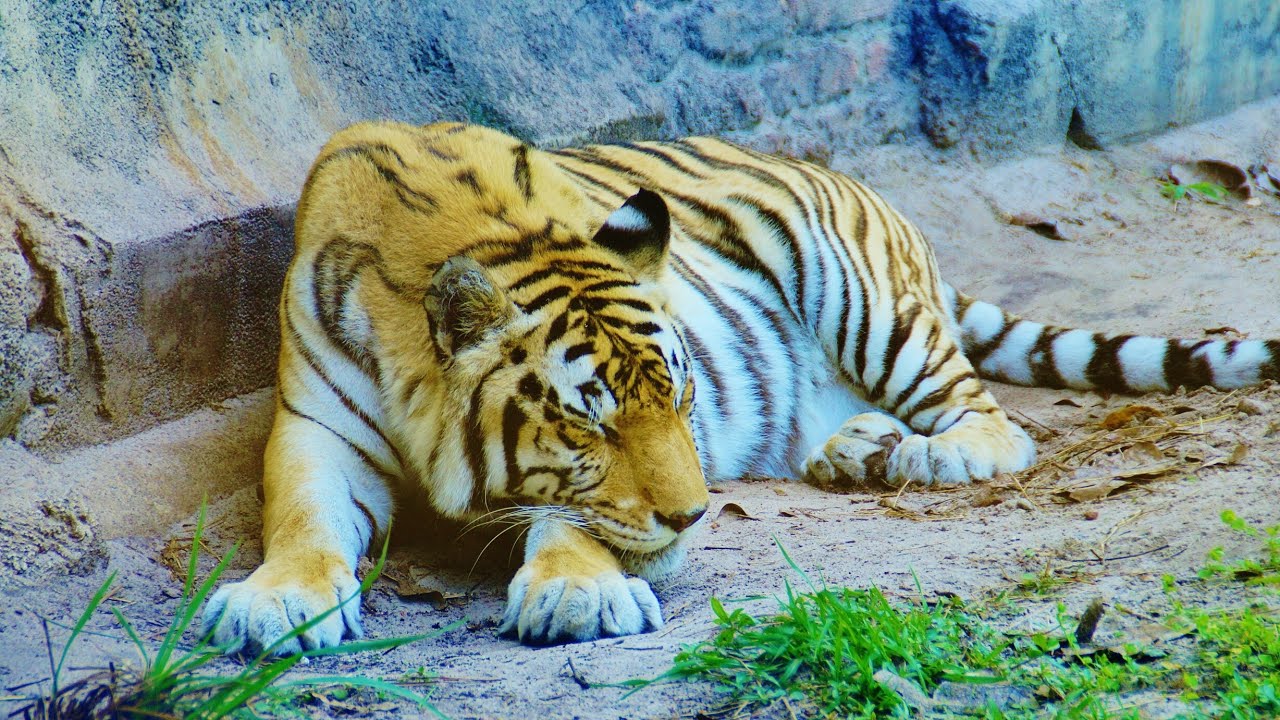 Maharajah Jungle Trek (Walk-Through) Disney World's Animal Kingdom ...