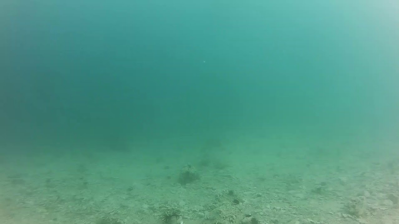 Underwater live cam Adriatic sea - YouTube