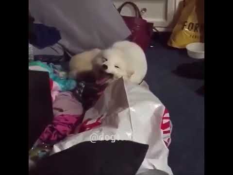 Kankam birşey demiştir,ve gülmekten ölmüşümdür.(Komik Video