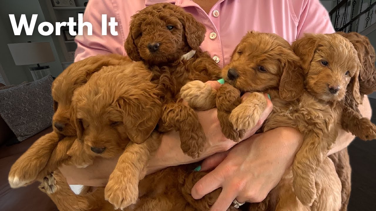 Dog Breeder Choosing to Raise Puppies Within Family Home - YouTube