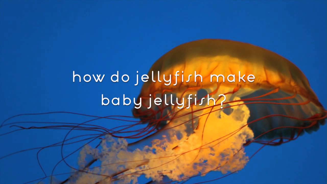 JellyFish TV commercial - YouTube