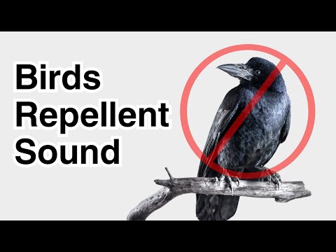 [3Minuten] Schrecken Sie Vögel mit Falkenrufen und Ultraschallwellen ab.