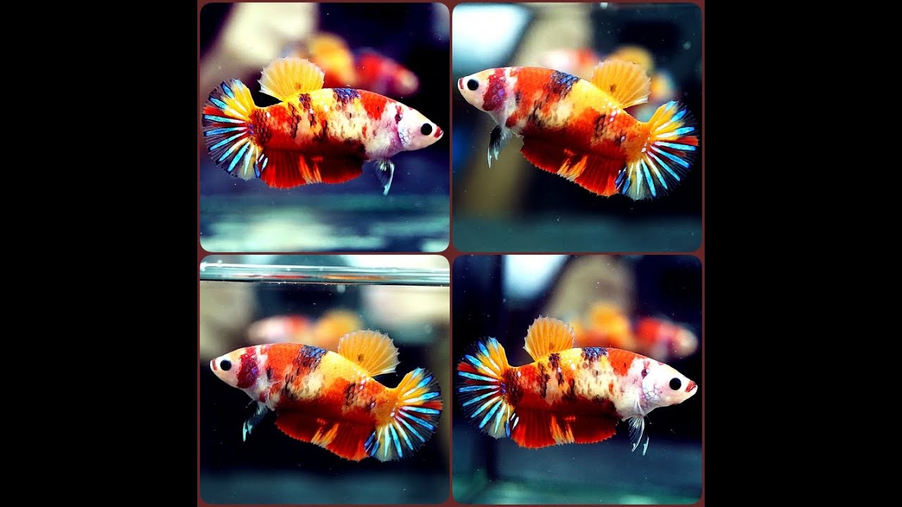 A404 BIG ONE Fancy NEMO CANDY HMPK Female Betta Fish - YouTube